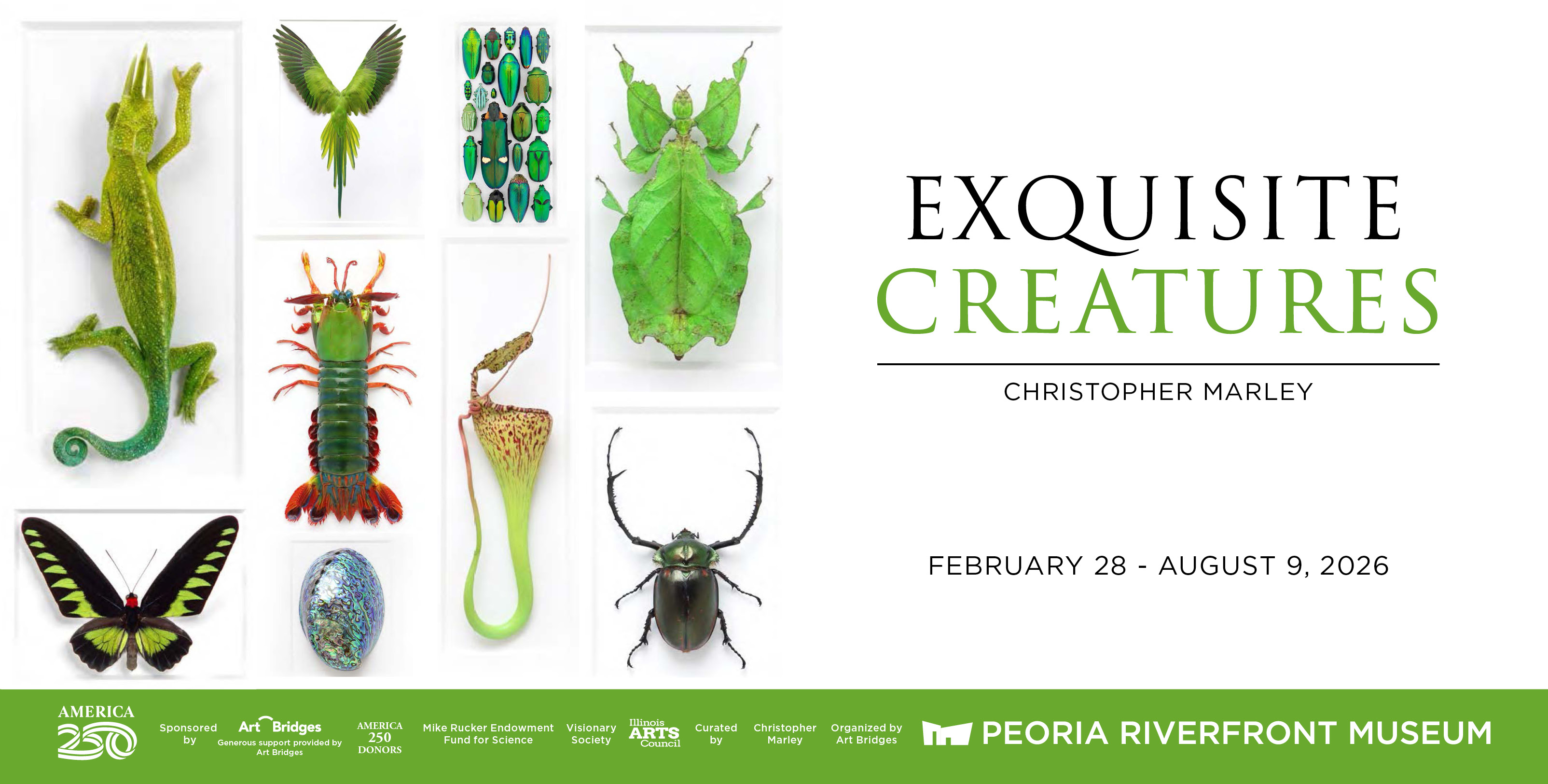 Exhibits | Collections - Exquisite Creatures - Peoria Riverfront Museum